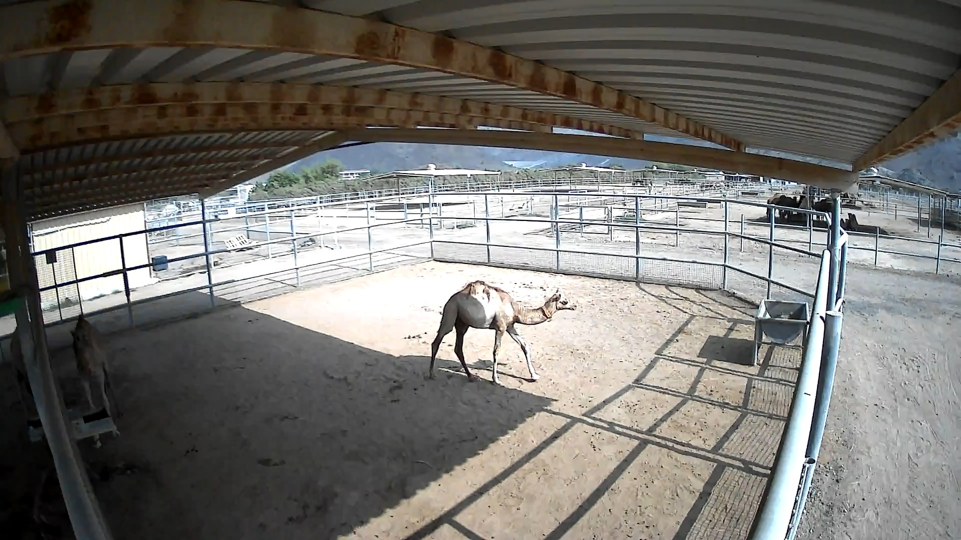 camel39 Instance Segmentation Dataset by FRC