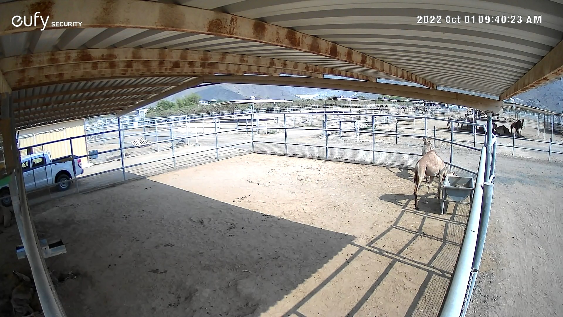 camel42 Instance Segmentation Dataset by FRC