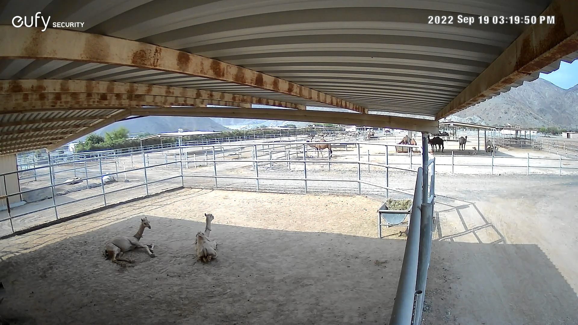 camel52 Instance Segmentation Model by FRC