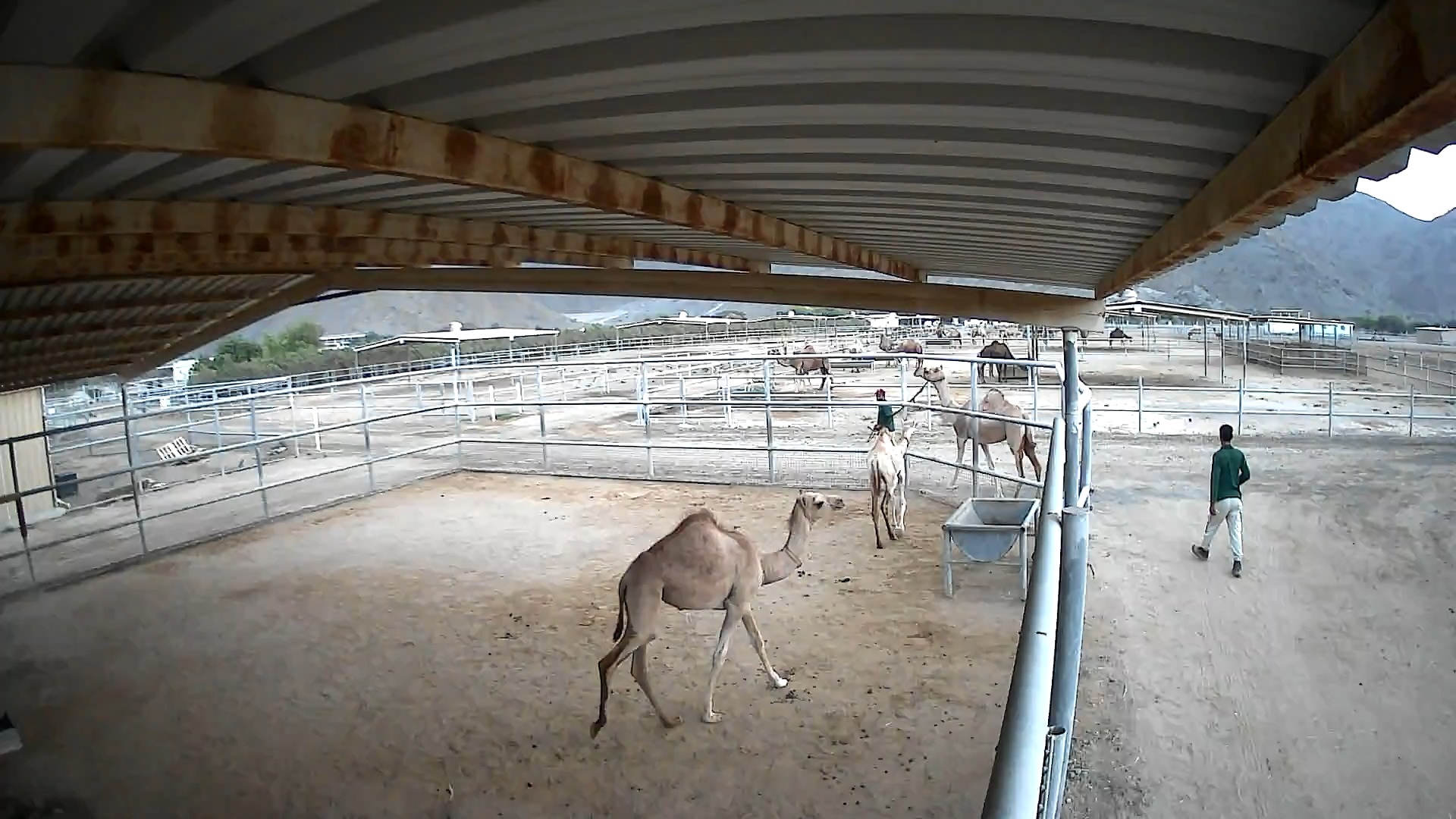 camel27 Instance Segmentation Dataset by FRC