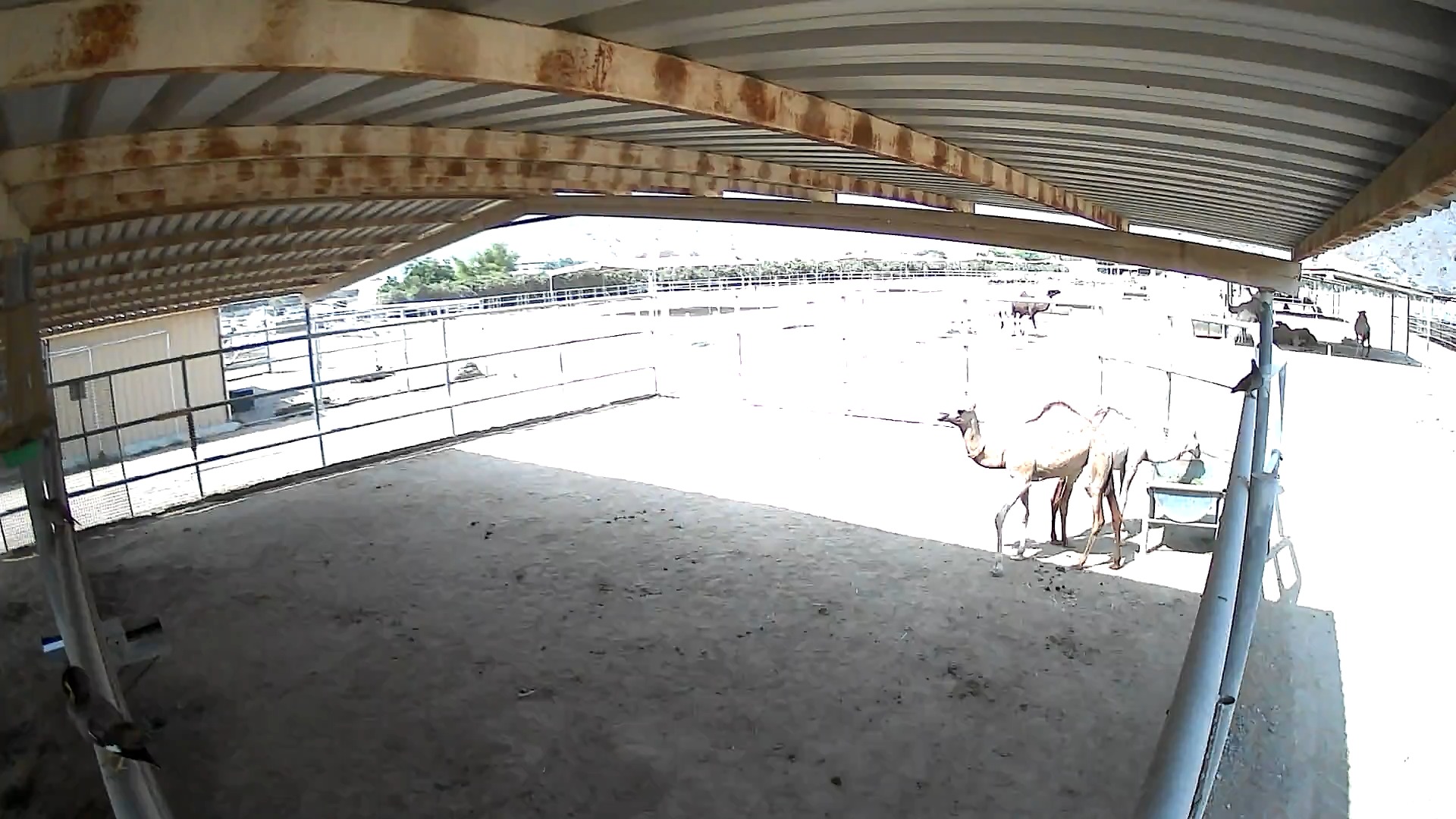 camel17 Instance Segmentation Dataset by FRC