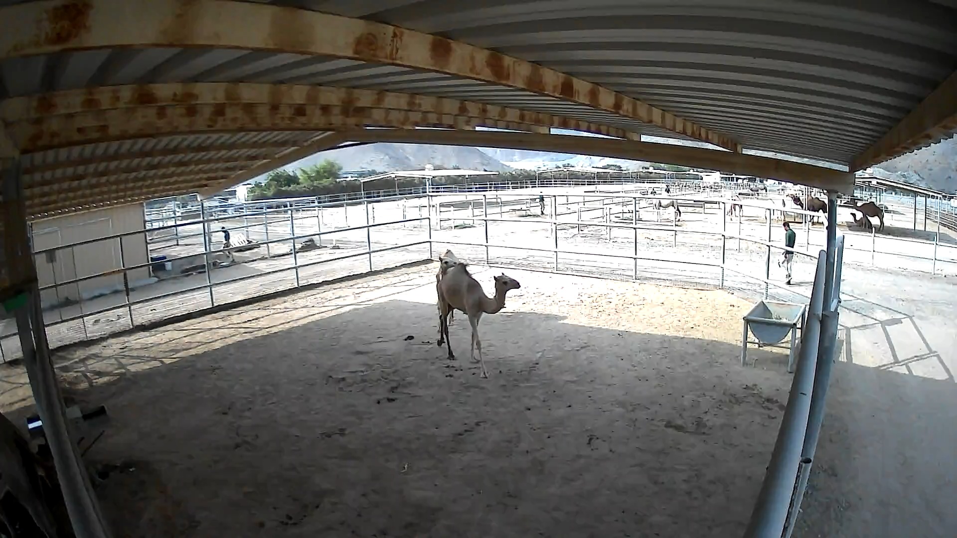 camel35 Instance Segmentation Dataset by FRC