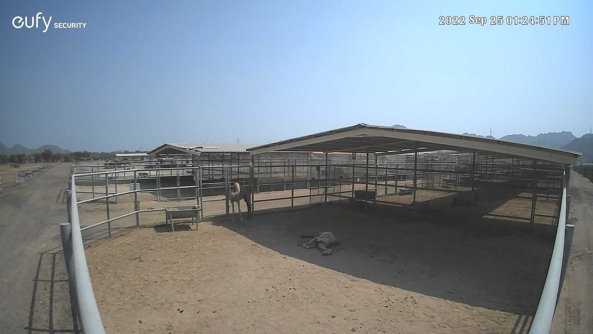 camel11 Instance Segmentation Dataset by FRC