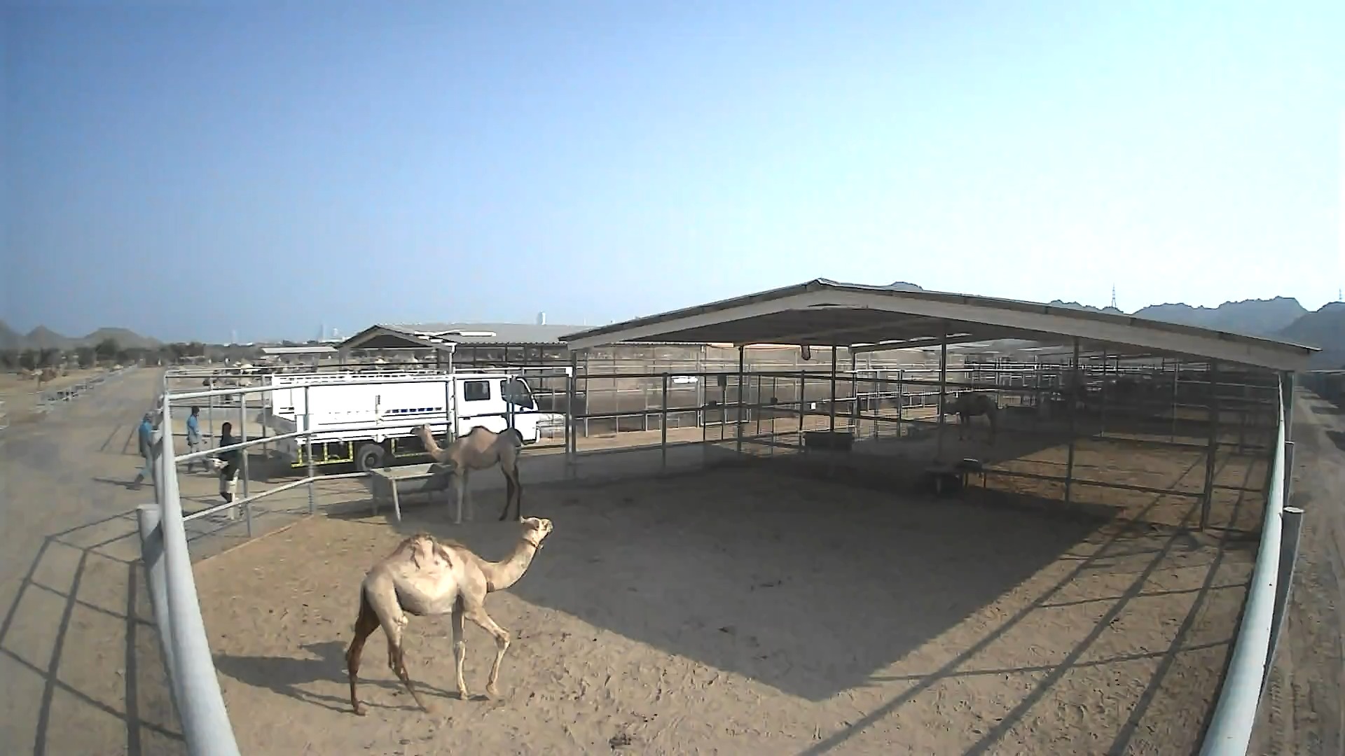 camel19 Instance Segmentation Dataset by FRC