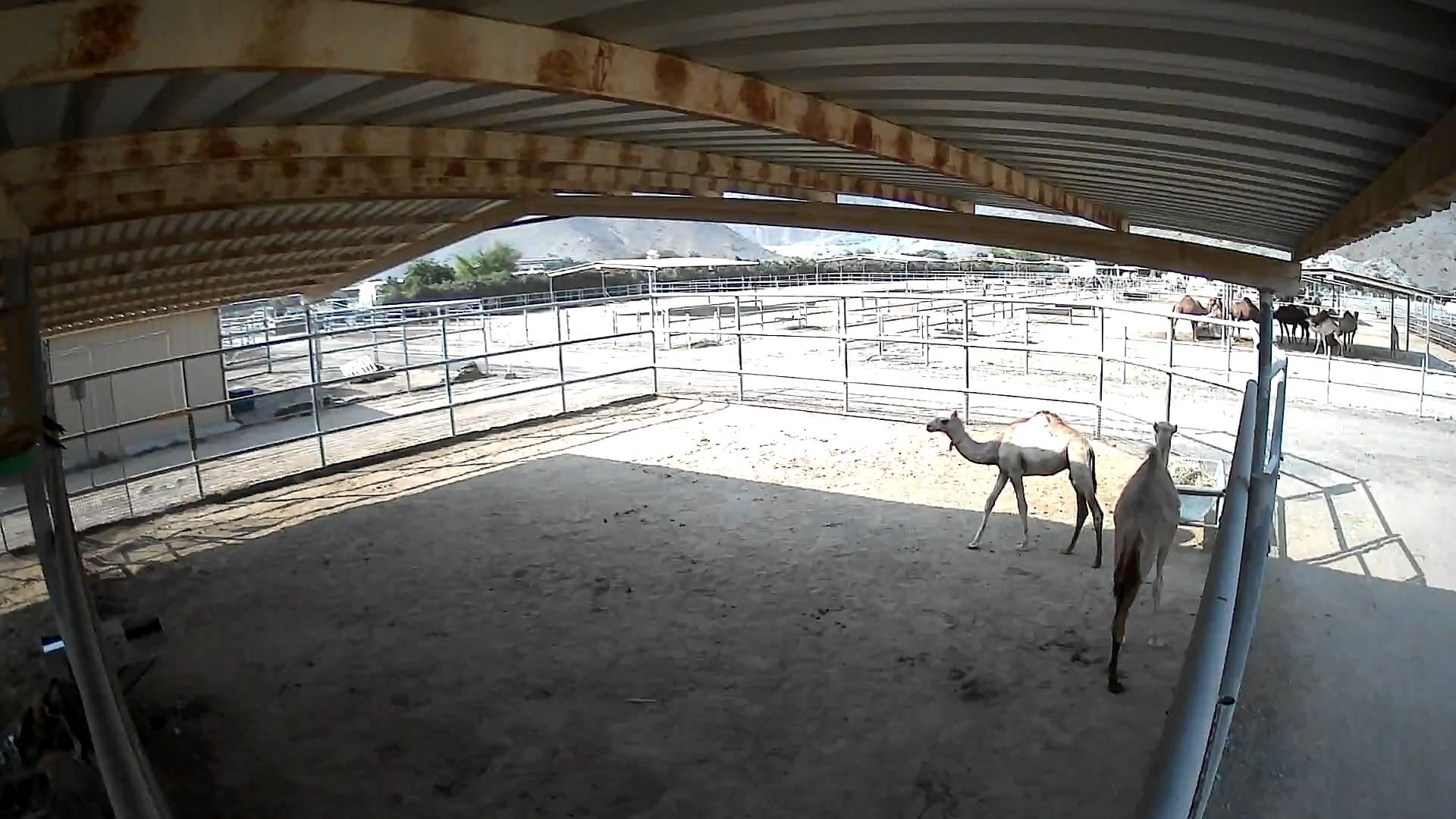 camel24 Instance Segmentation Dataset by FRC