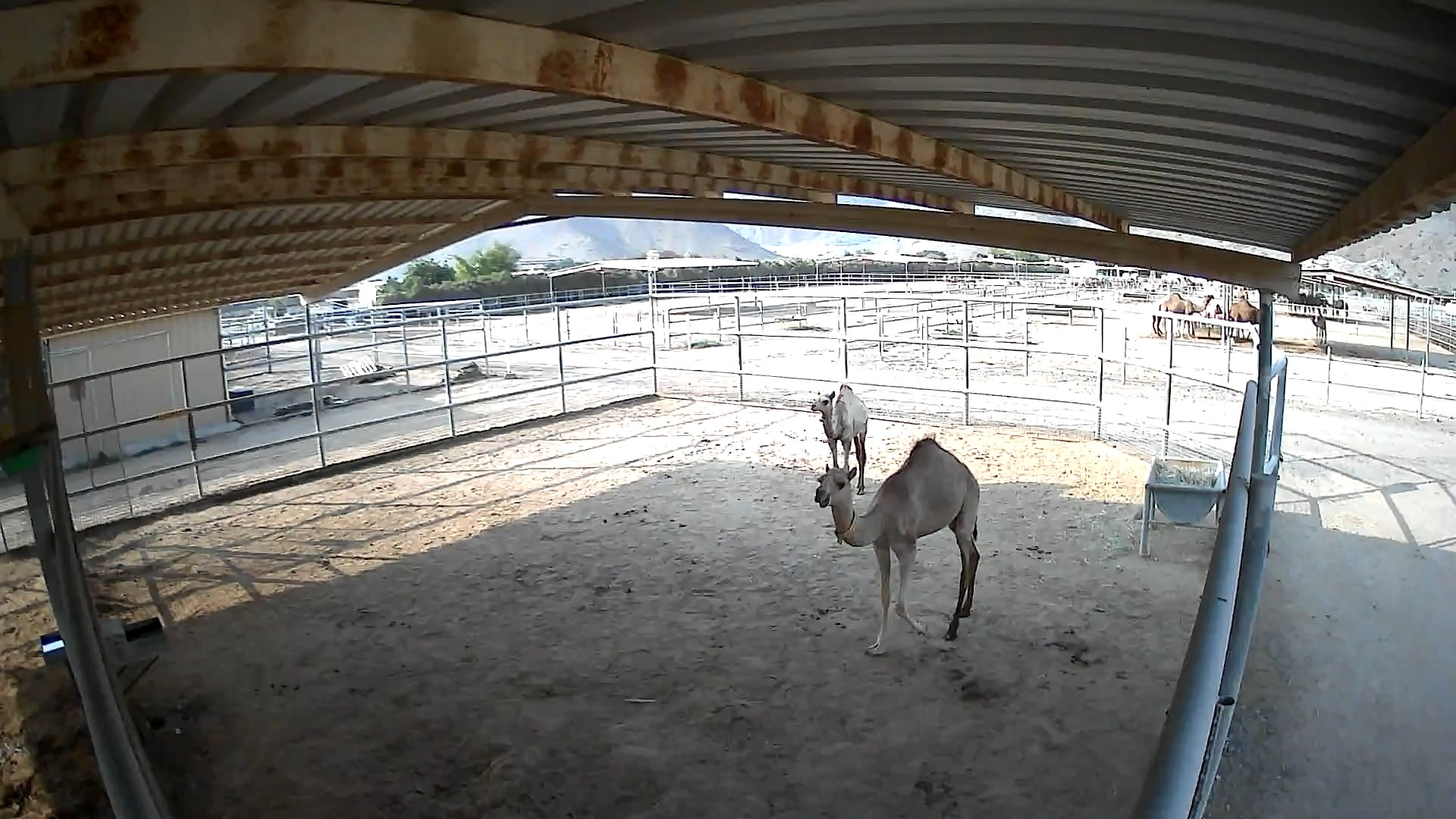 camel15 Instance Segmentation Dataset by FRC