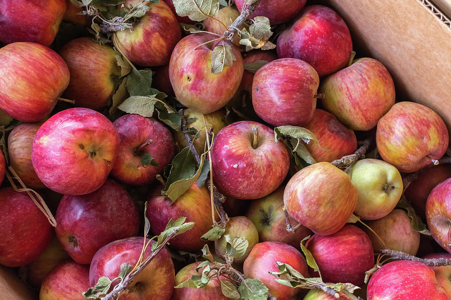 Vegetable Object Detection Dataset By Plant Detect