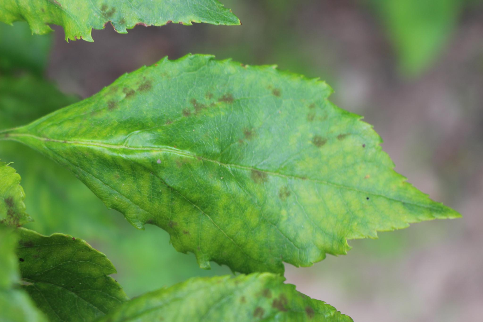 Apple leafs Classification Model by Extended Apple dataset