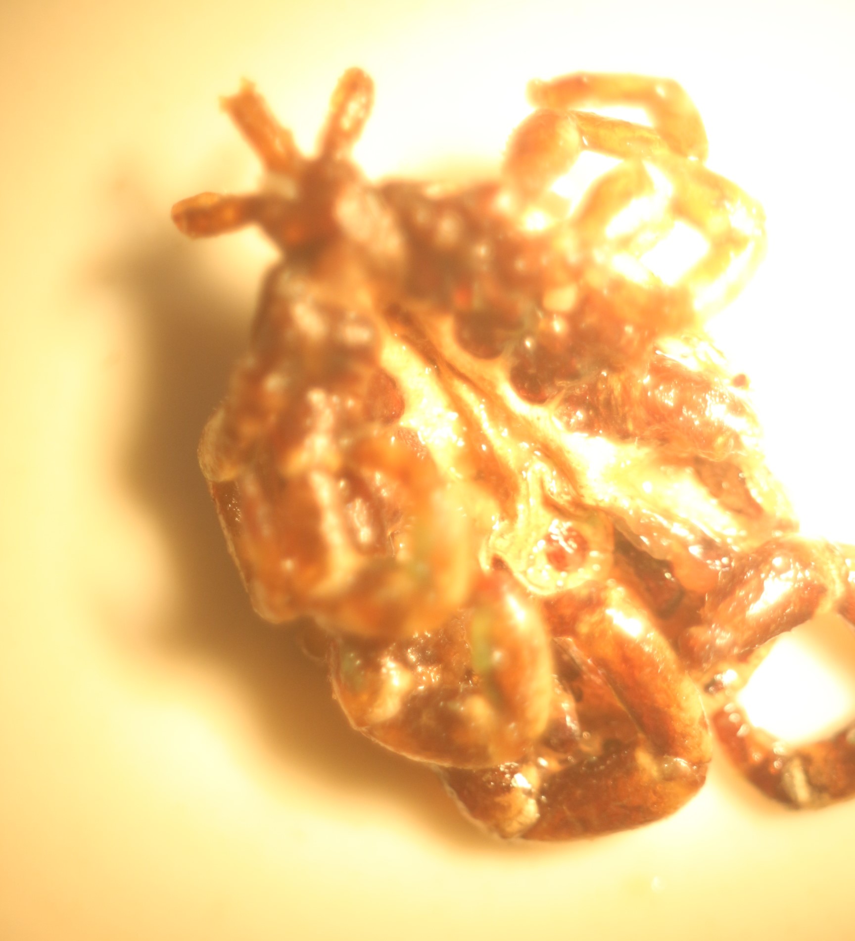 facesventrales segmentation Instance Segmentation Dataset by tiquedetectionYOLOV8