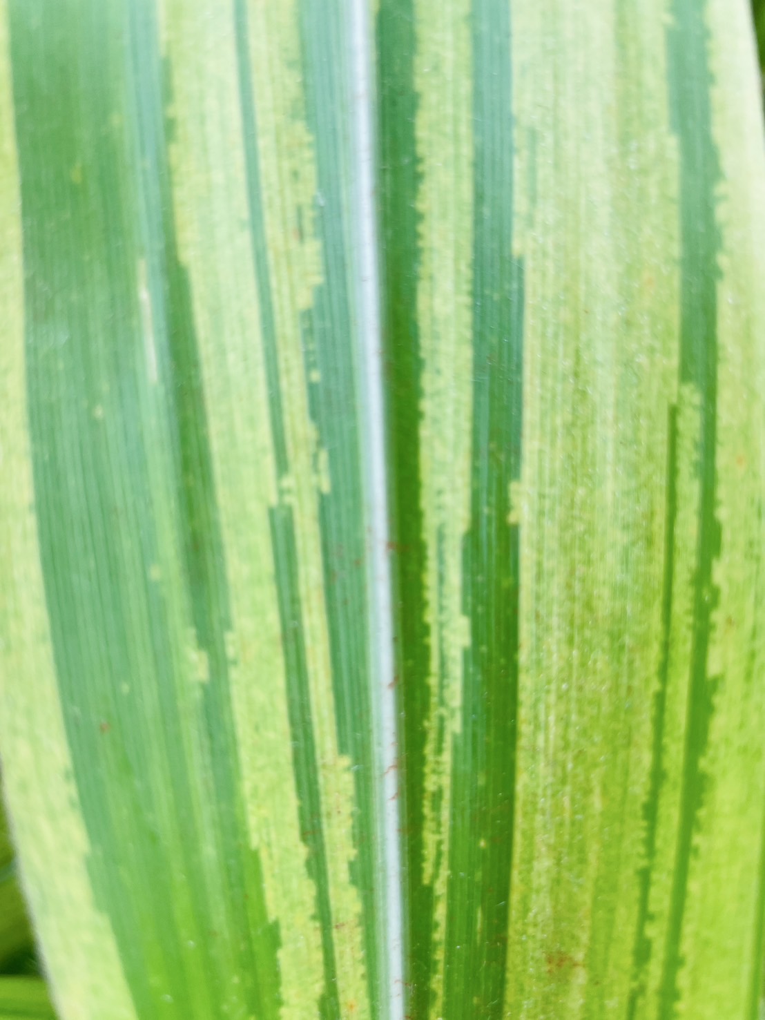 Mildew Object Detection Dataset by Blue