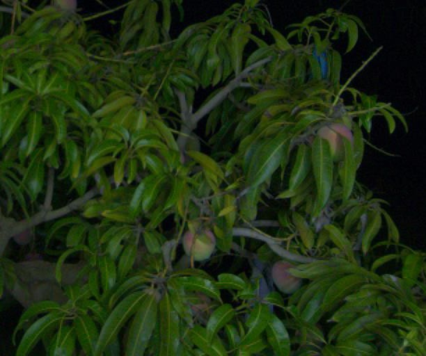 Mango Detection Object Detection Dataset And Pre Trained Model By
