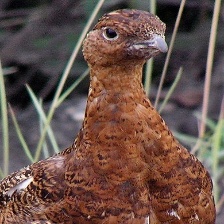 Birds Classification Dataset by Khonkaen University