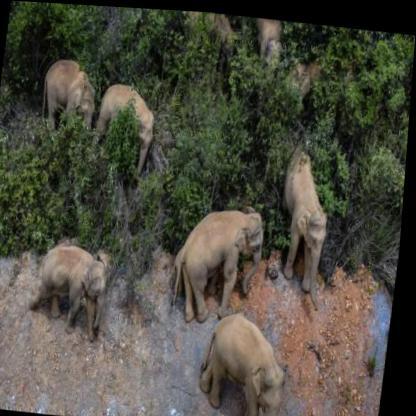 elephant_test_a Object Detection Dataset by Work