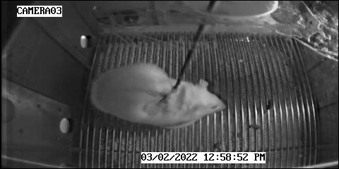 rat_light_test Instance Segmentation Dataset by Rat orienting