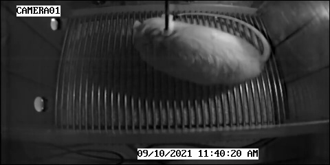 Ye Lab Object Detection Dataset by Rat orienting