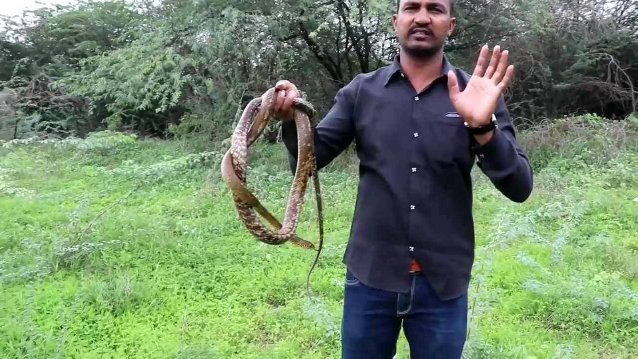 snake Object Detection Model by snake