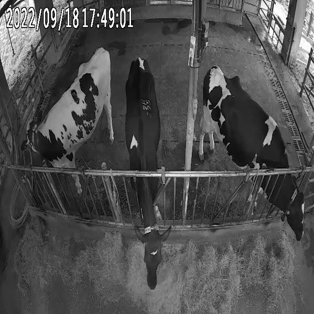 cow_vision Object Detection Dataset by cowvision