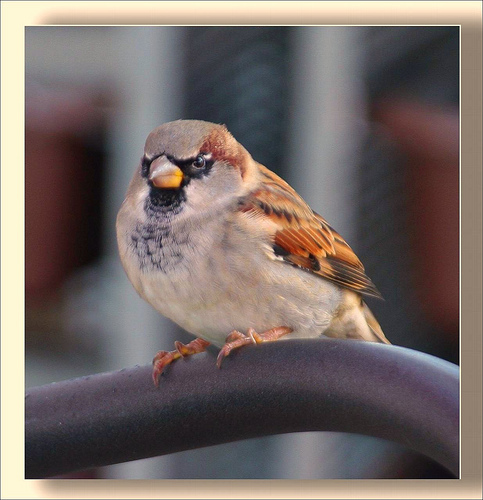 Sparrow Detection Object Detection Dataset And Pre Trained Model By