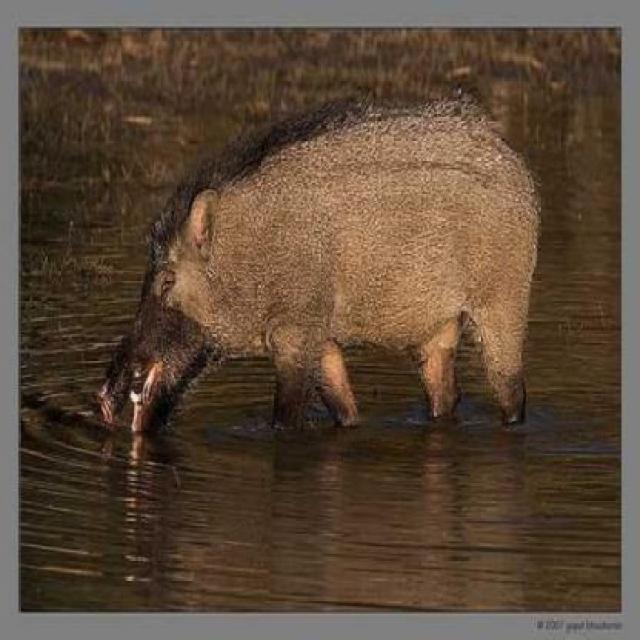 Boar Detection Object Detection Model by ana