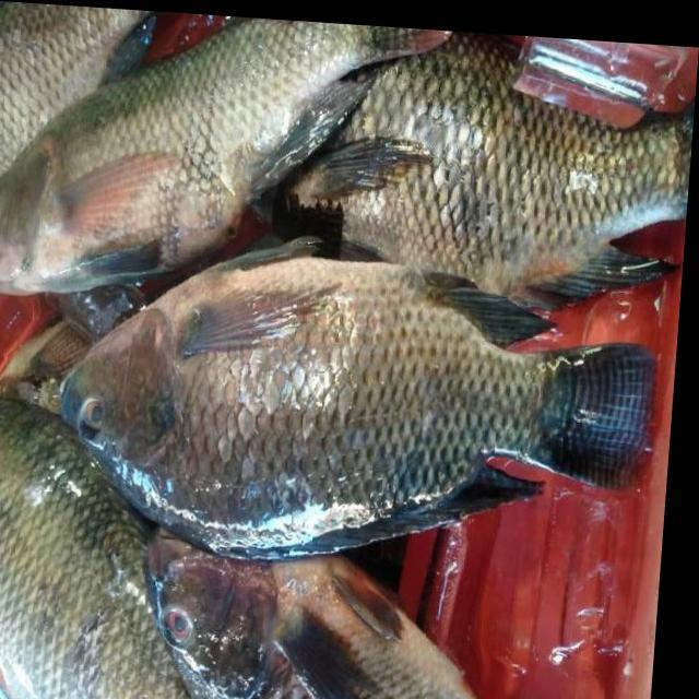 tilapiafish Object Detection Dataset and Pre-Trained Model by fish