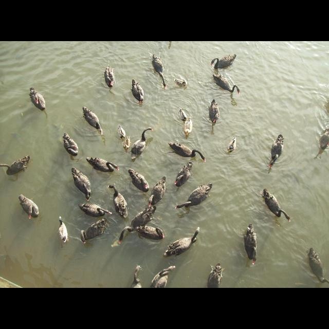 livestock_detection Object Detection Dataset and Pre-Trained Model by livestock