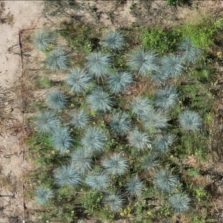 Species 7 Object Detection Model by USDA Proj