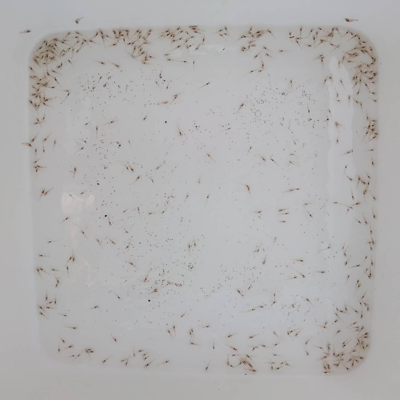 Shrimp Instance Segmentation Dataset by Tanachok Doungsatan