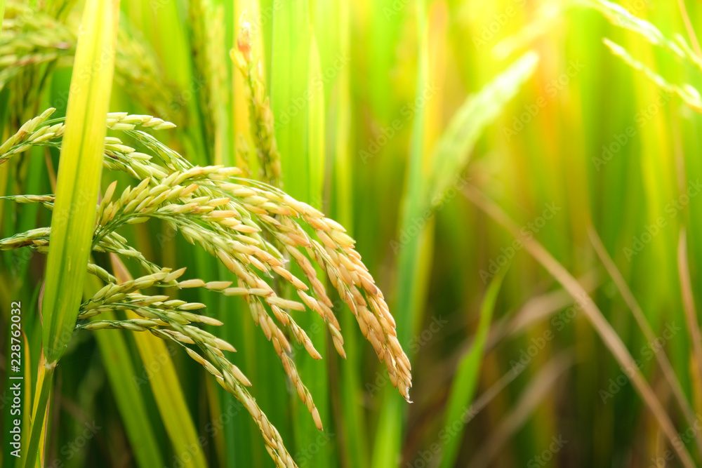 Rice Plant Object Detection Model by Crystal Hall