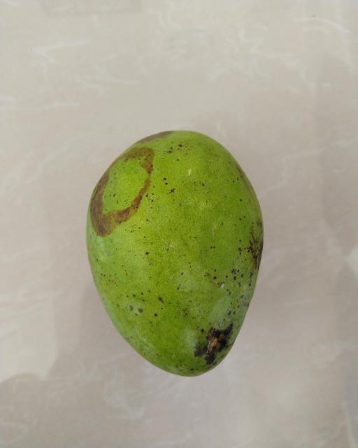 mangga Object Detection Model (v2, 2025-01-05 6:50pm) by sony
