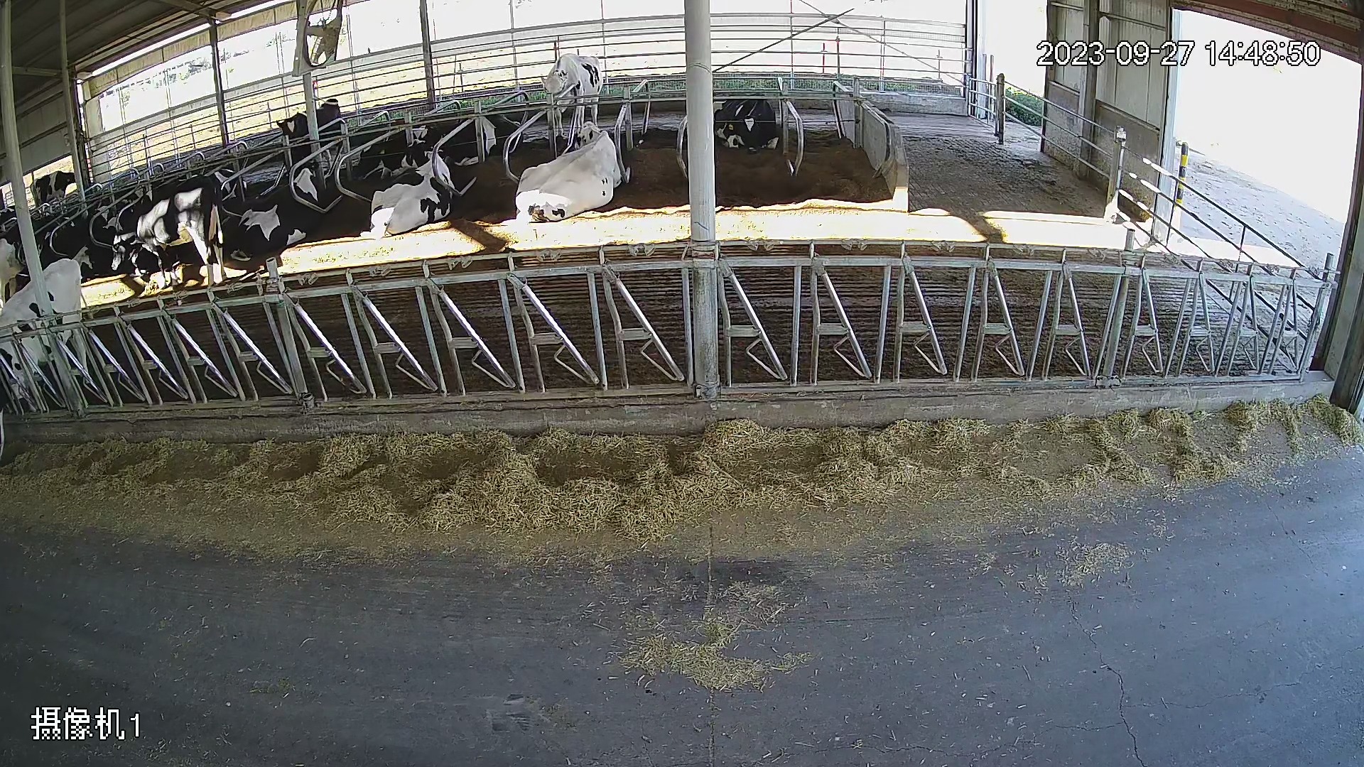 Cow Behavior Detection Object Detection Dataset And Pre Trained Model