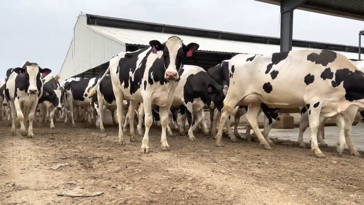 Object Detection Instance Segmentation Dataset By Cow