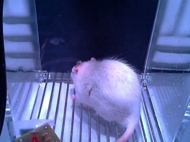 Rat Freezing Instance Segmentation Dataset by LabGym