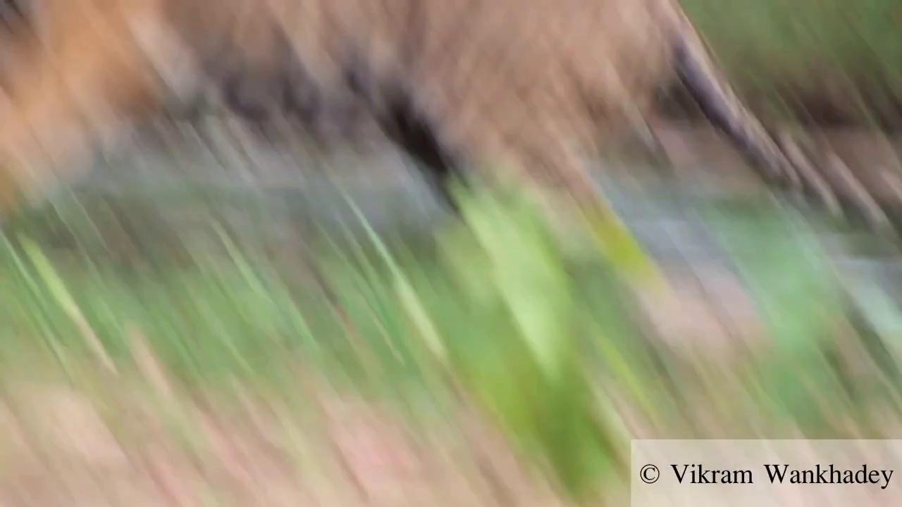 Wild Animal Intrusion Detection Object Detection Dataset and Pre ...