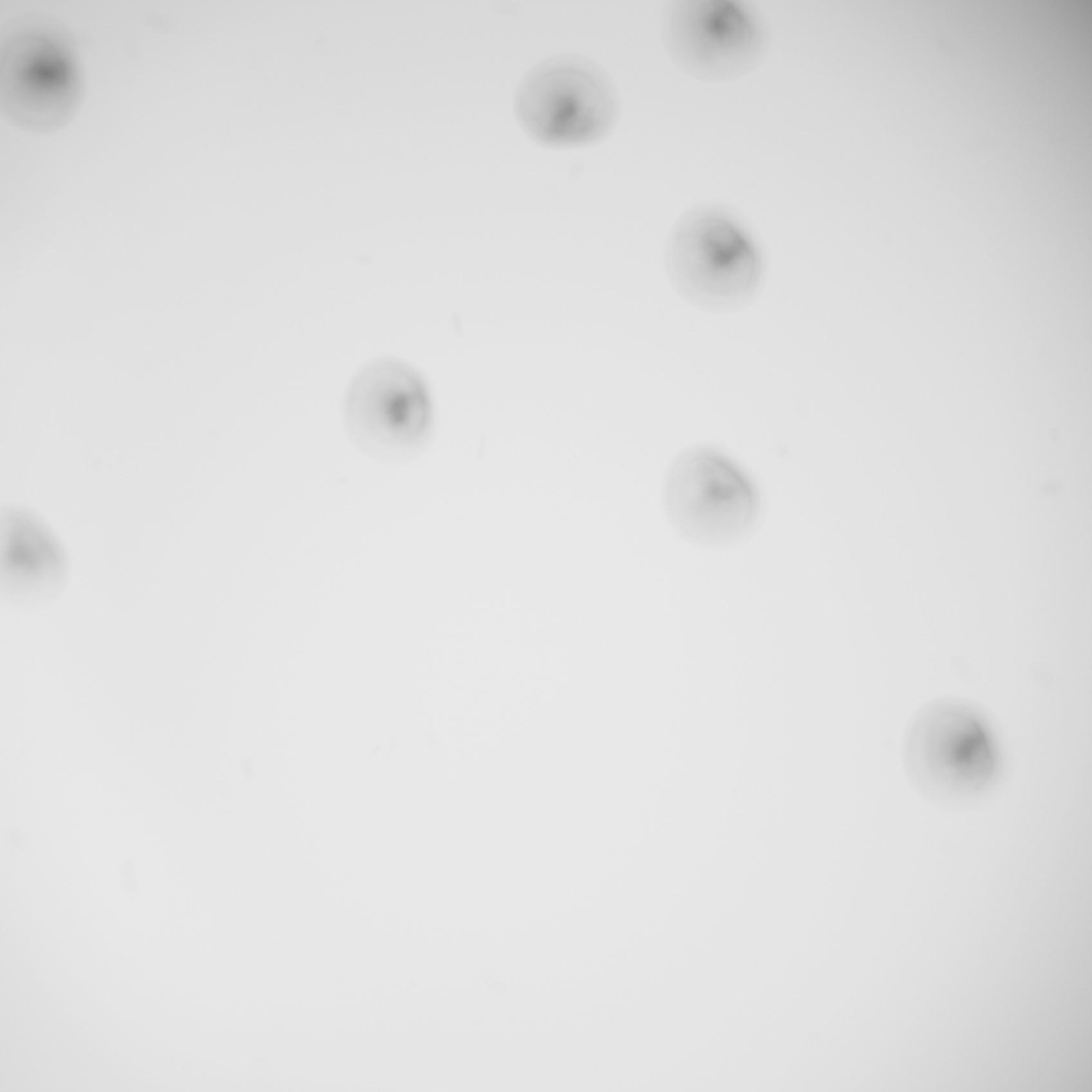 Larvae Pictures 10 24 Object Detection Dataset By River Herring