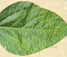 soybean disease detection Object Detection Dataset by soybean disease detection model