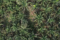 Palm counting dataset - Roboflow Universe