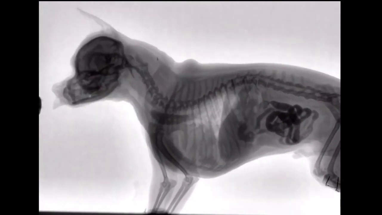 Liquid Flow Instance Segmentation Model by TuyenDV