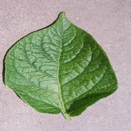 How to Use the Detect And Classify Single-label Classification Classification API