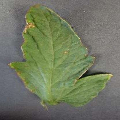 Detect Leaf Object Detection Dataset and Pre-Trained Model by Test yolov5