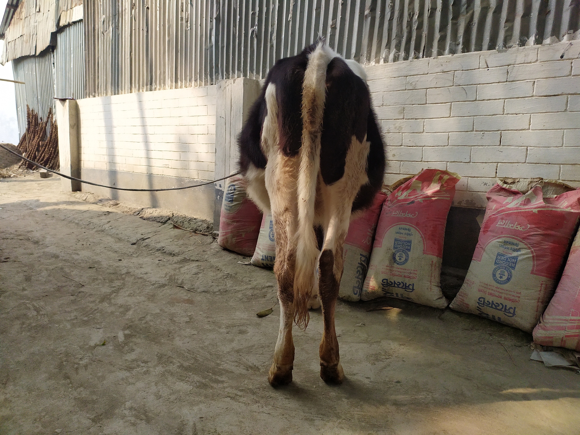 Cattle Weight Detection Object Detection Dataset And Pre Trained Model