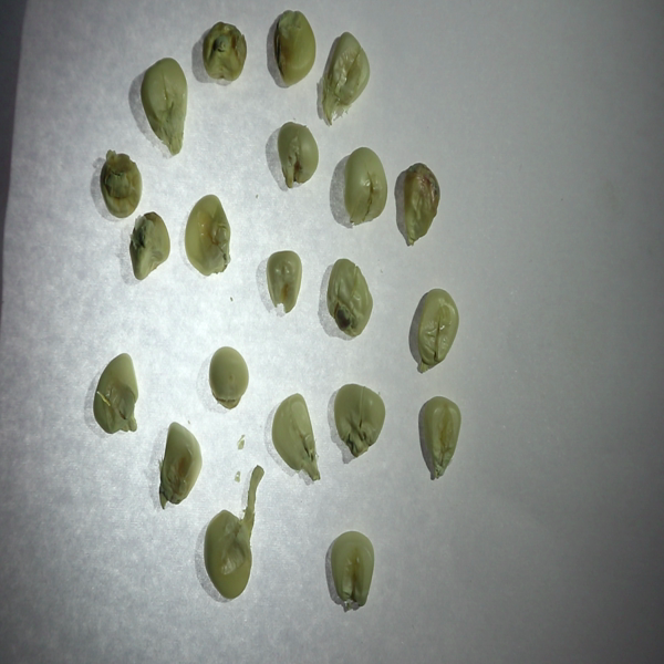 Capstone Project 1 - Roboflow Universe