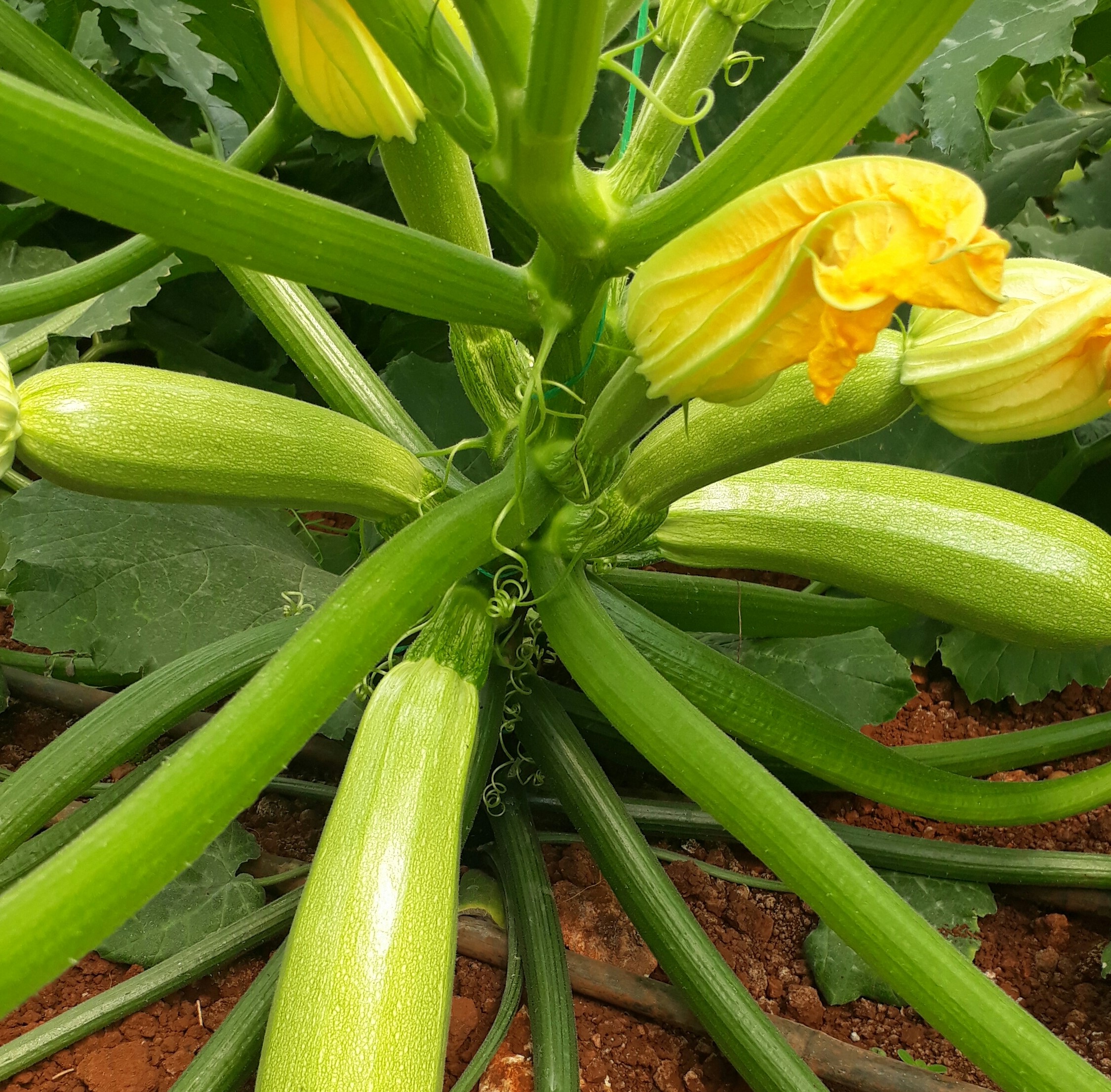 Yolo-v5-c Object Detection Dataset and Pre-Trained Model by yolov5kabak