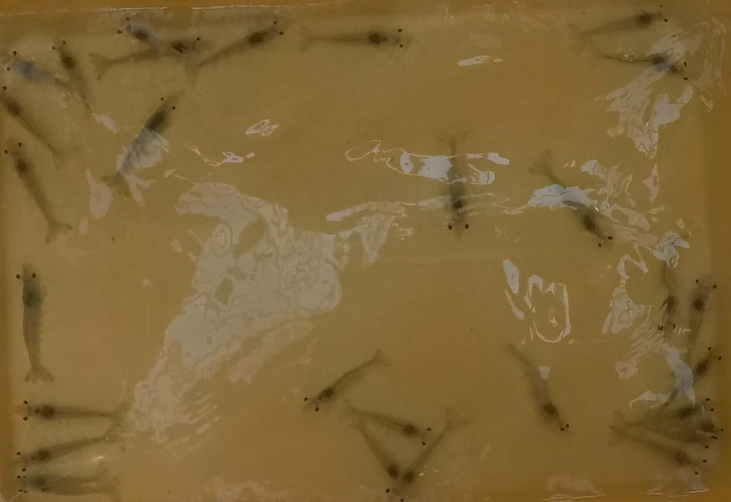 Shrimp Counter Computer Vision Dataset by Charles Mak