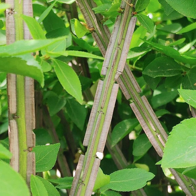 Top Noonhyang Datasets and Models | Roboflow Universe