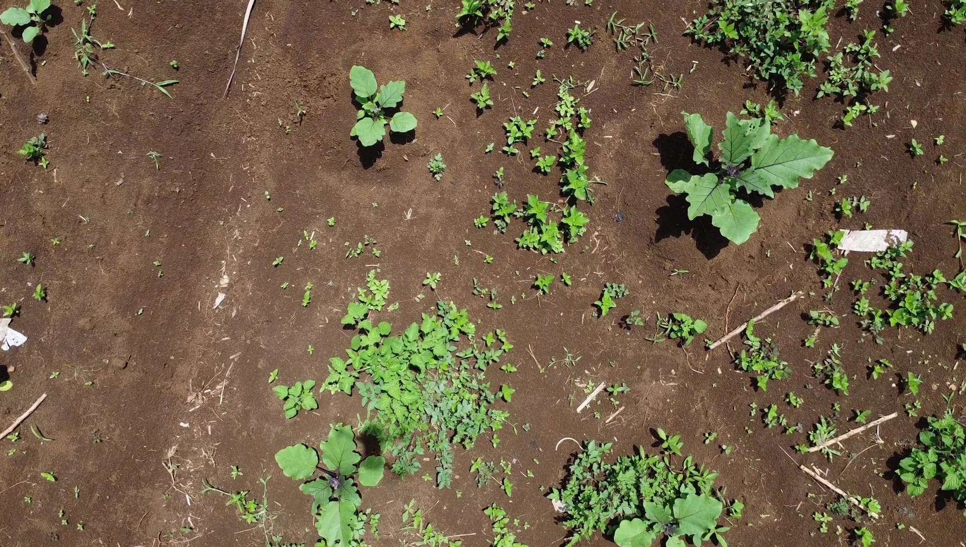 Eggplant Leaves Detection Instance Segmentation Model by Research