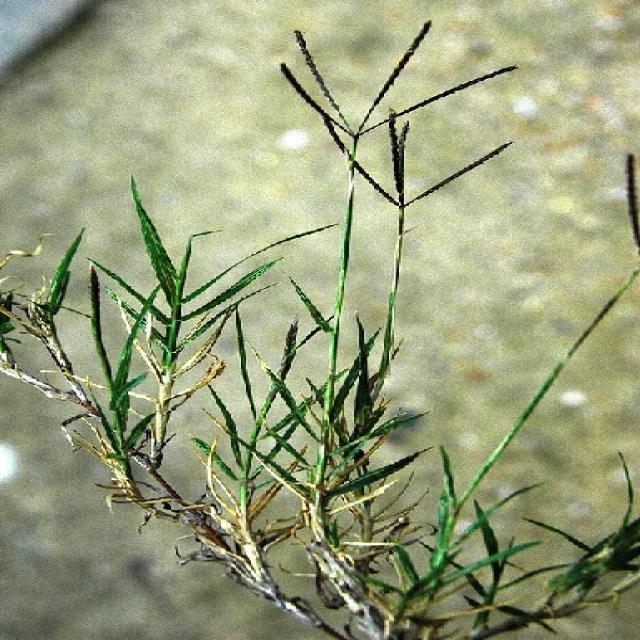 Weed Detection Object Detection Dataset And Pre Trained Model By Krishibot