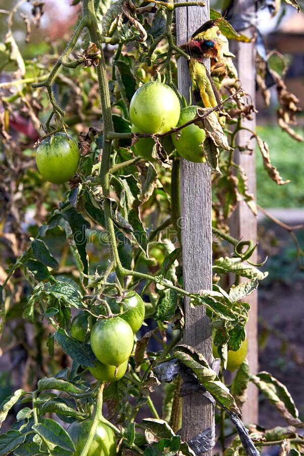 Tomato Detection Object Detection Model By Krishibot