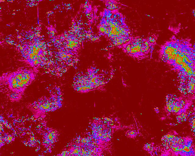 Thermal Detection Object Detection Dataset V3 2024 05 23 5 57pm By Yolotest