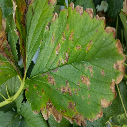 strawberry Object Detection Model by mikey ma