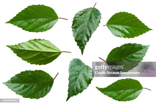 Medicinal Plants Detection Object Detection Dataset And Pre Trained